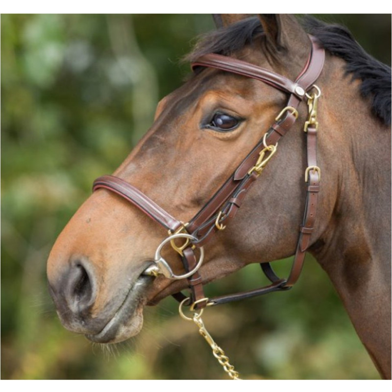 Bridon licol de randonnée HFI