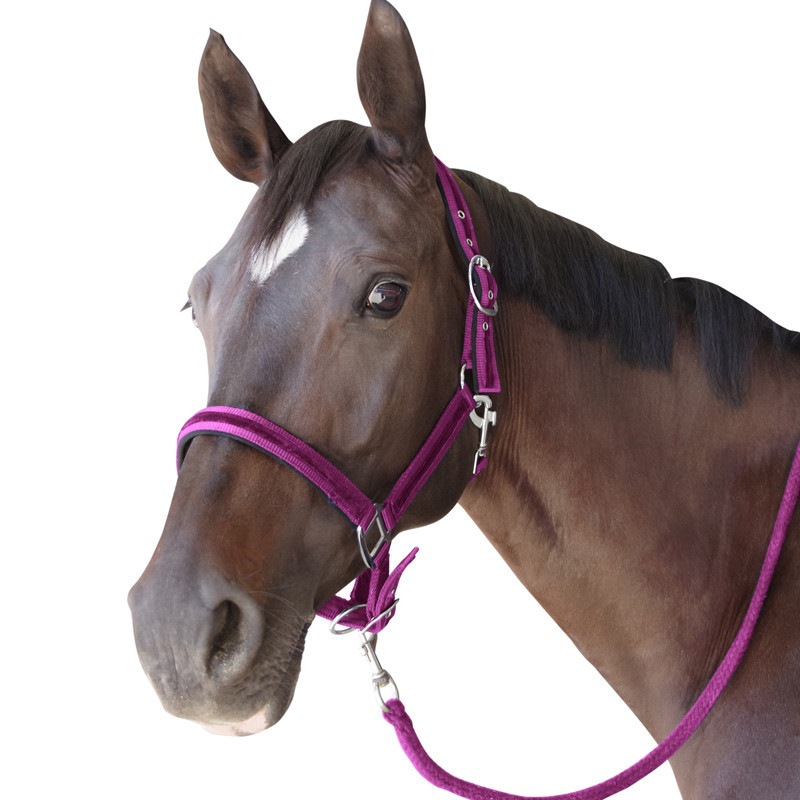 Set licol et longe Beluga Flags&Cup - Equipement cheval