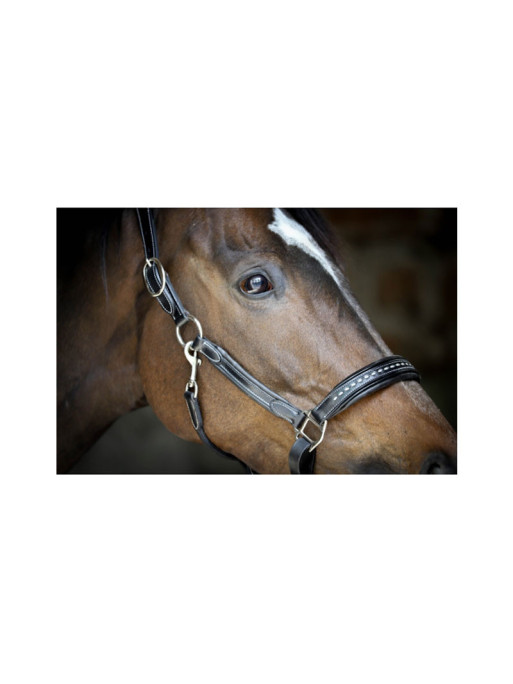 Licol Cuir Point Sellier Pénélope